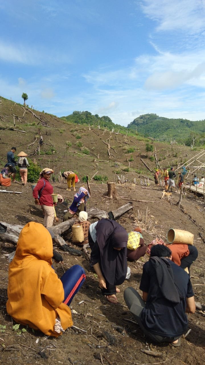 Manugal, Kearifan Lokal Masyarakat Adat Dayak Meratus Kalimantan ...